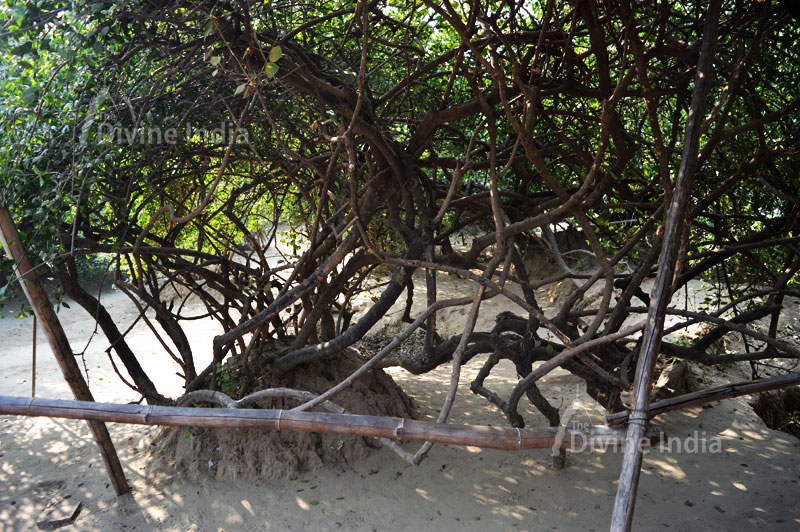 Nidhivan : Nidhivan Trees - The Divine India