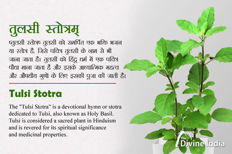 Tulsi Stotra | Tulsi Stotra Lyrics in English | Tulsi Stotra youtube video